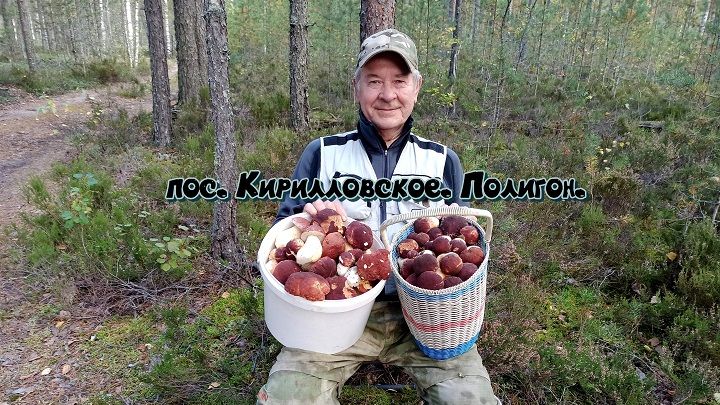 Грибы. Тихоя охота. Красивый лес и природа.