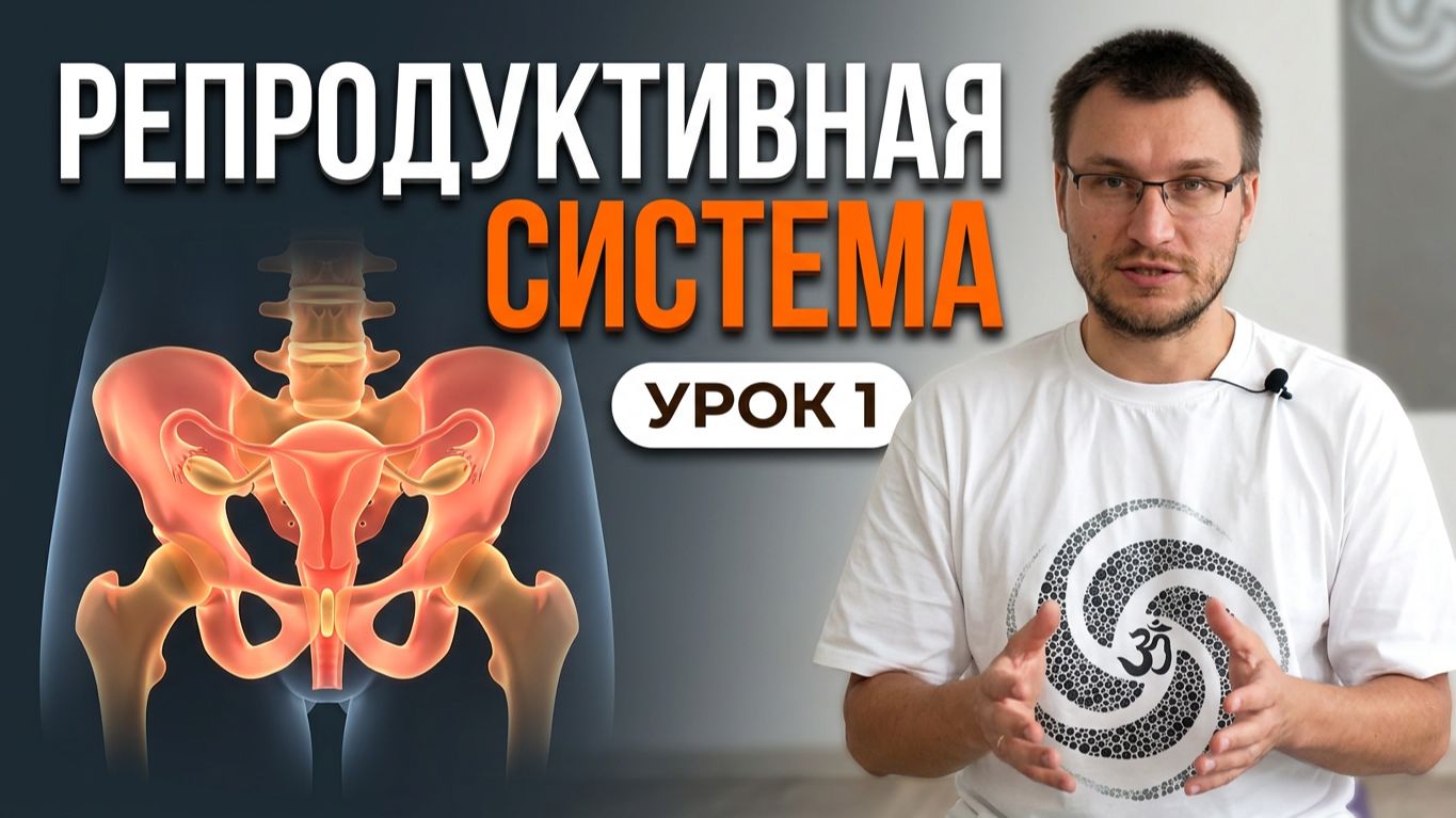Лекции по репродуктивной системе