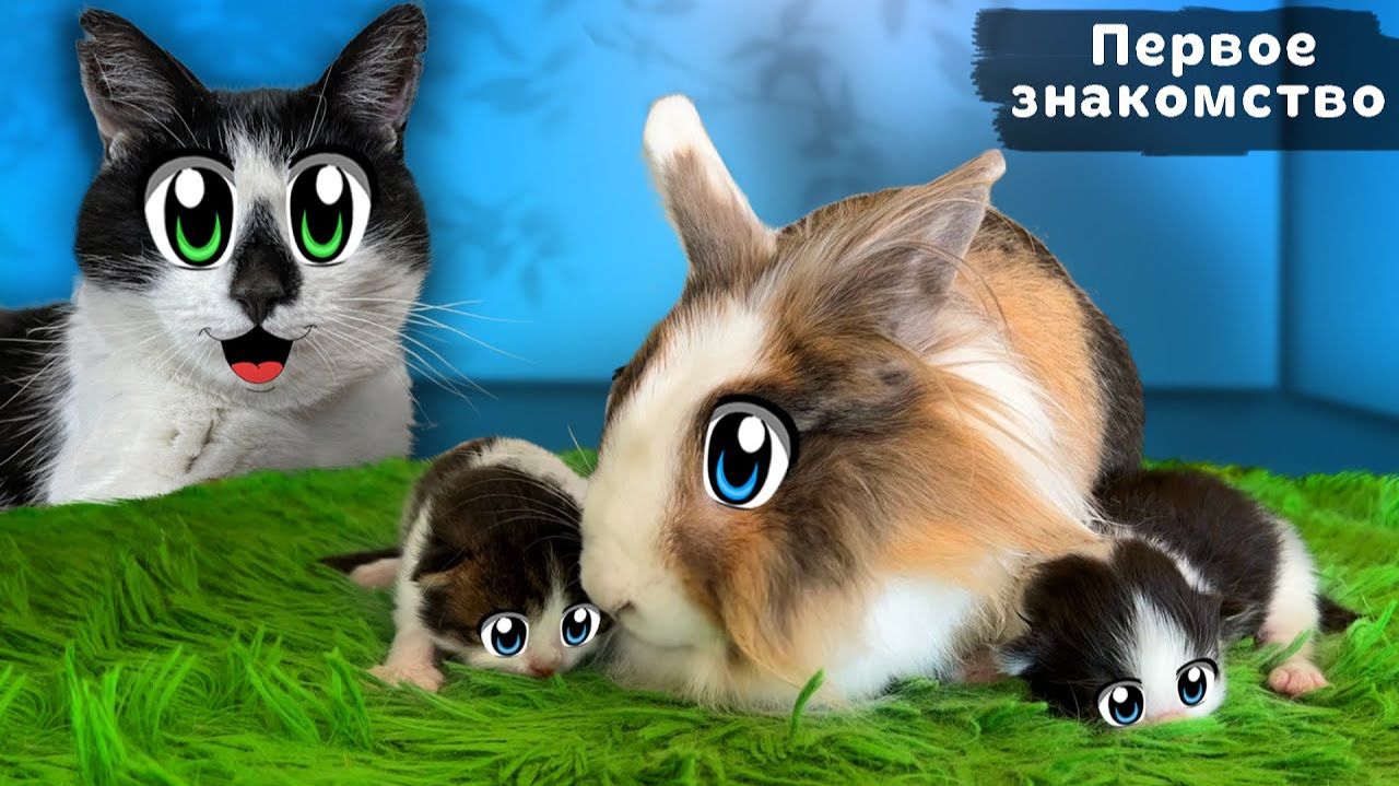 БЕЗДОМНАЯ КОШКА И КОТЯТА А НУ-КА ДАВАЙ-КА