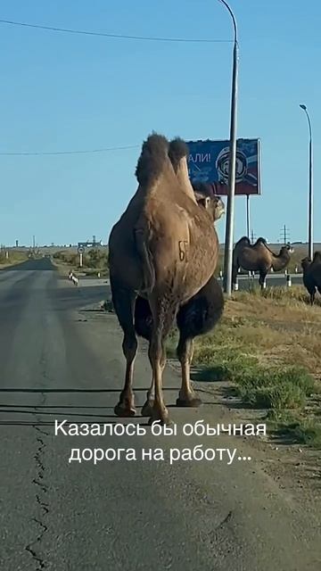 БАЙКОНУР