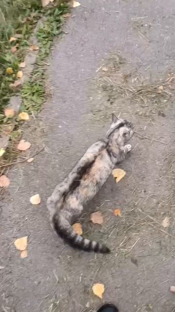 Животные, птицы