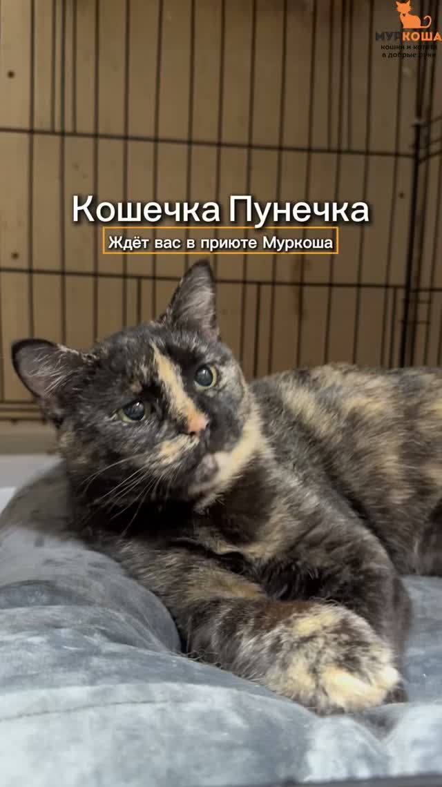 Кошки ищут дом (приют ″Муркоша″)