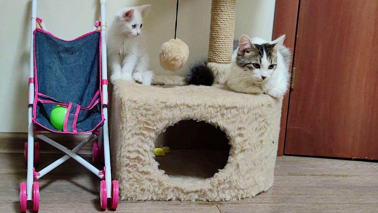Милые котята.