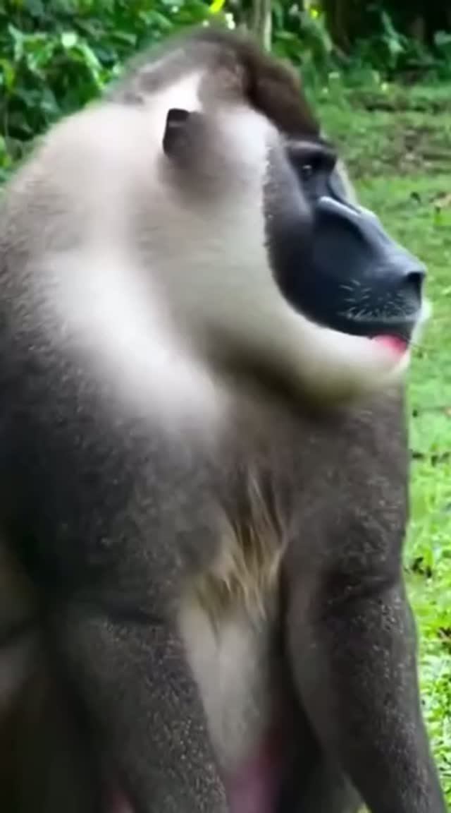Жизнь животных