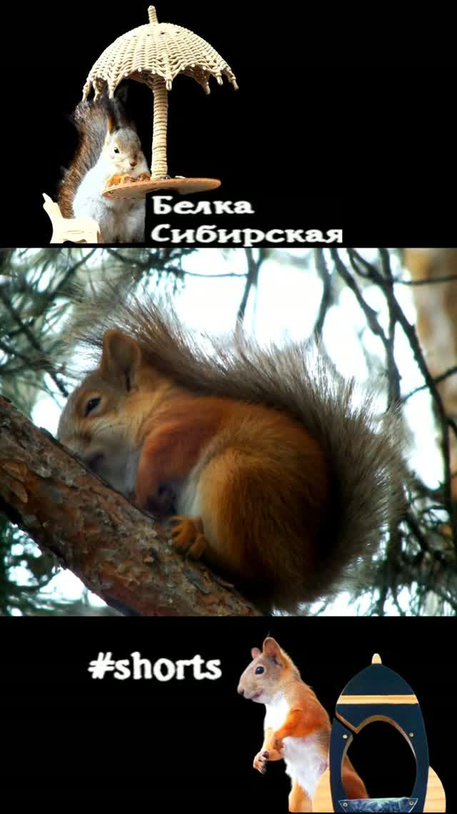 Бельчата