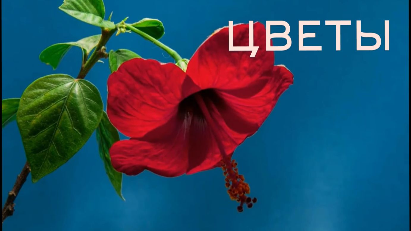 🌸 Цветы