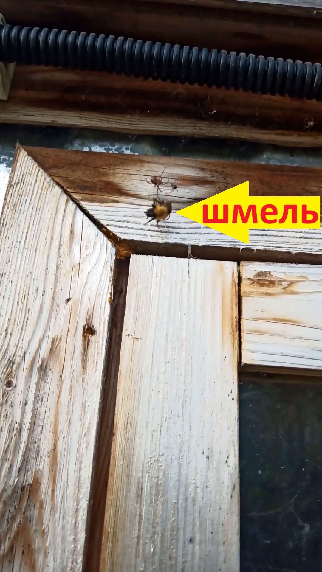 насекомые