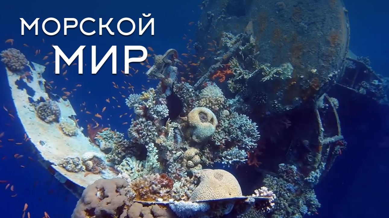 🦁 Животные