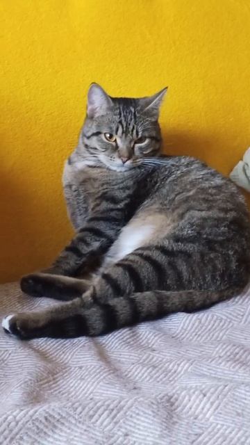 Кошачья жизнь