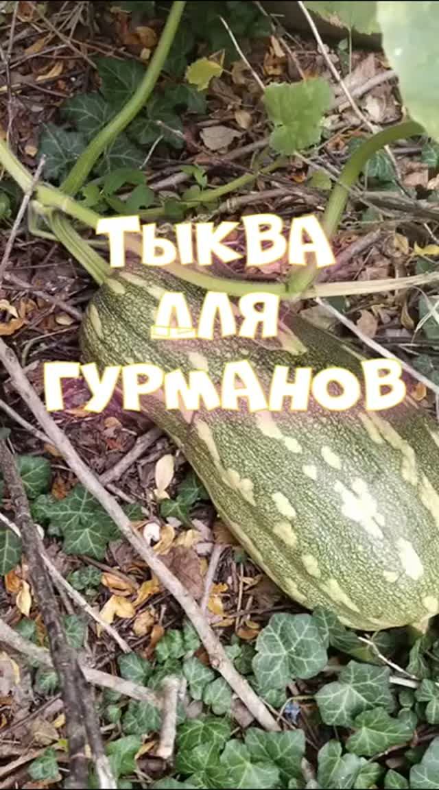 Разное дачное и нецветочное