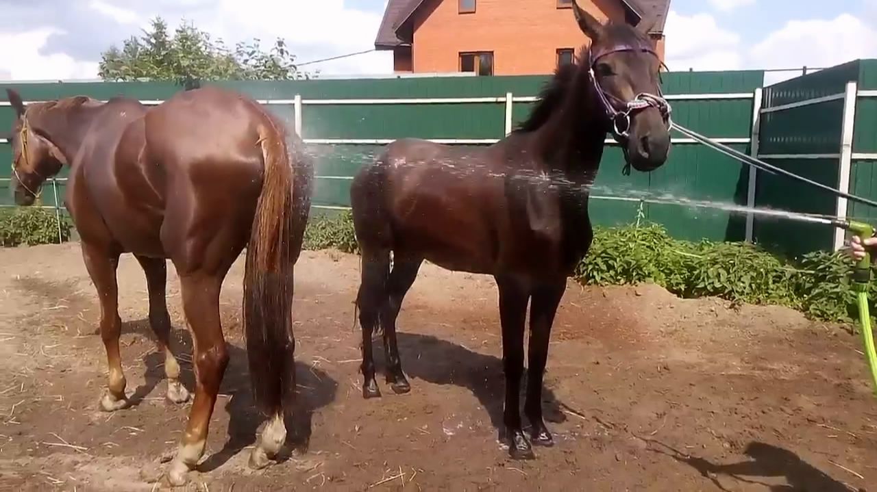 лошади