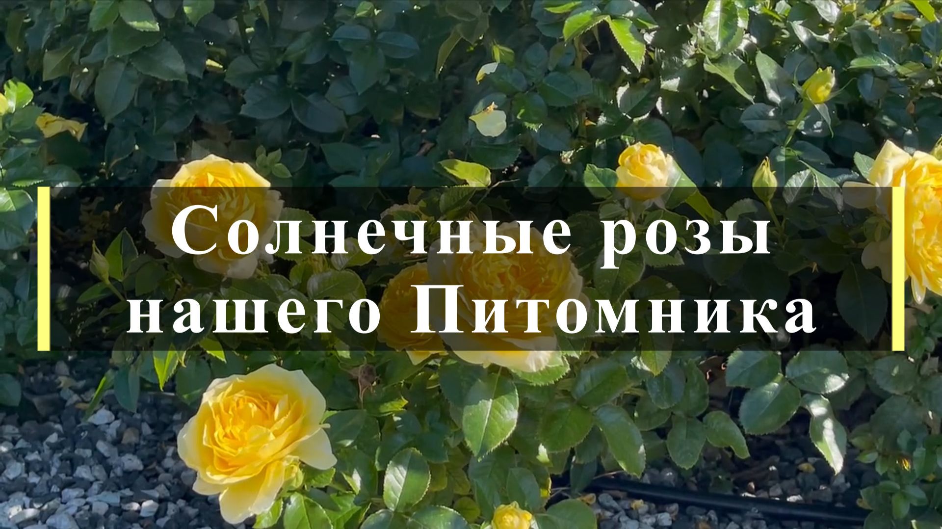 Обзор роз Питомника