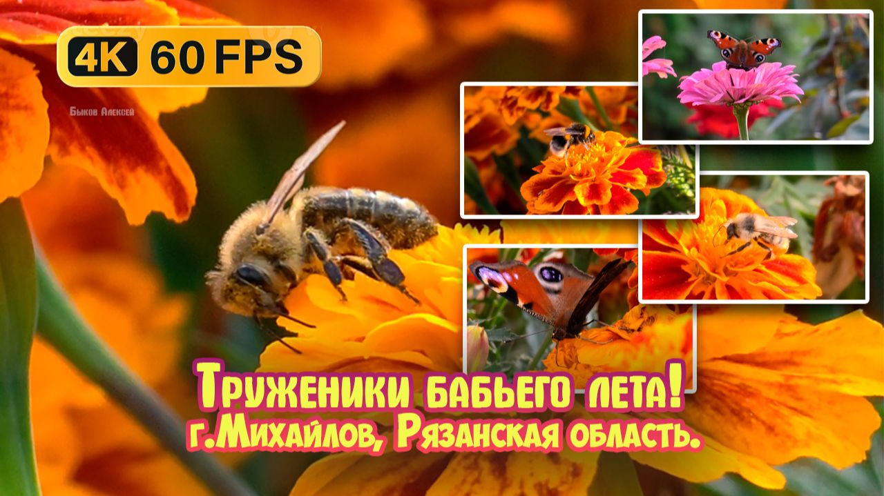 Животные, насекомые, птицы.