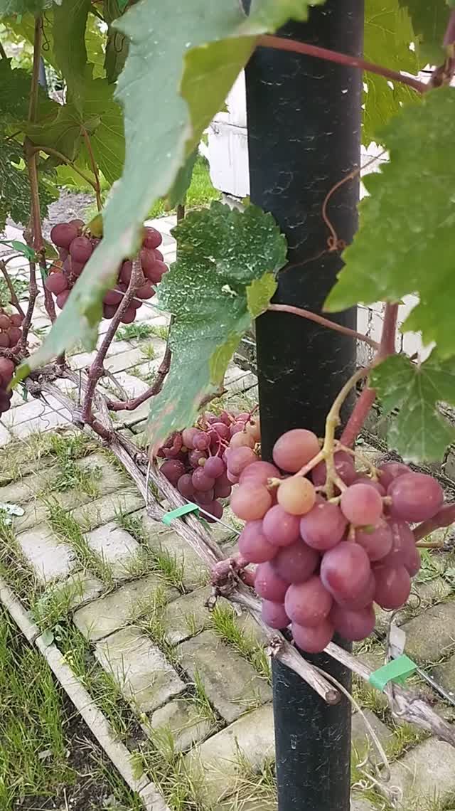 ВИНОГРАД