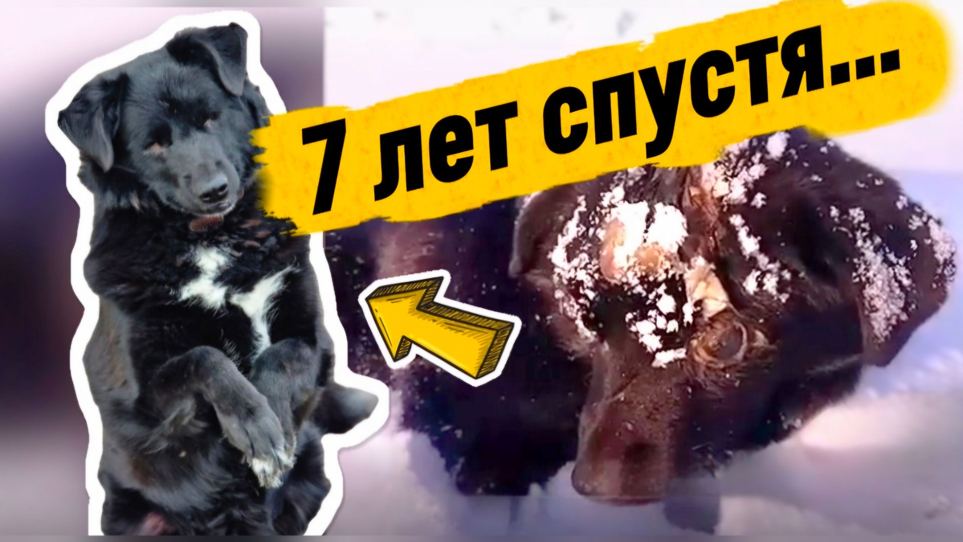 Животные нуждаются в помощи