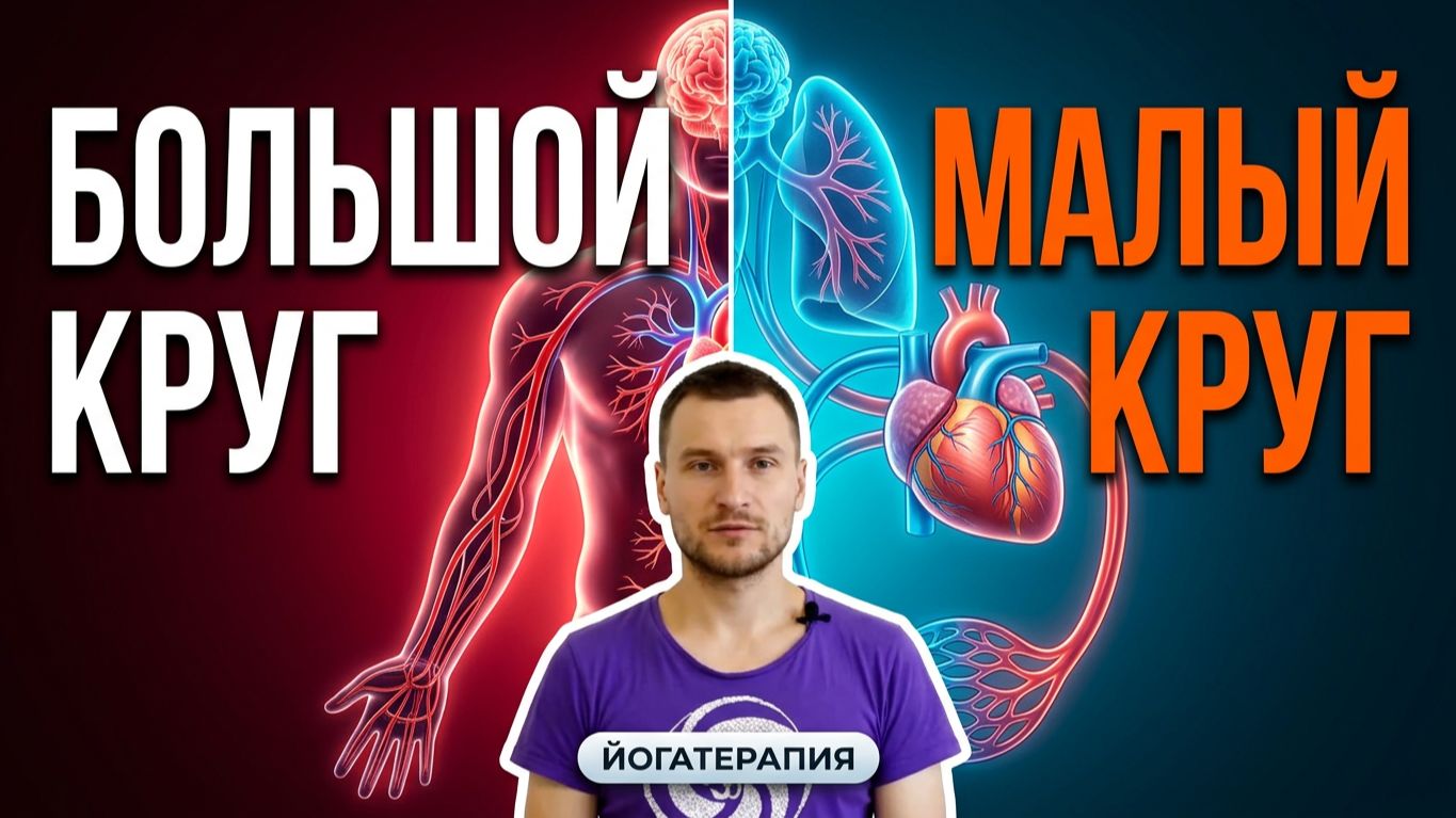 Анатомия и физиология