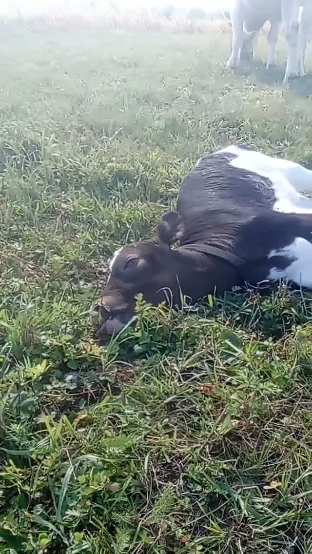 Видео с нашей фермы