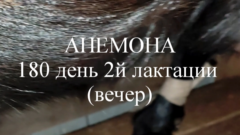 АНЕМОНА кн50 /2я лактация/