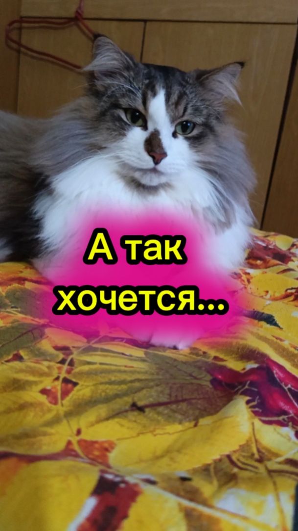 Кошки с озвучками.