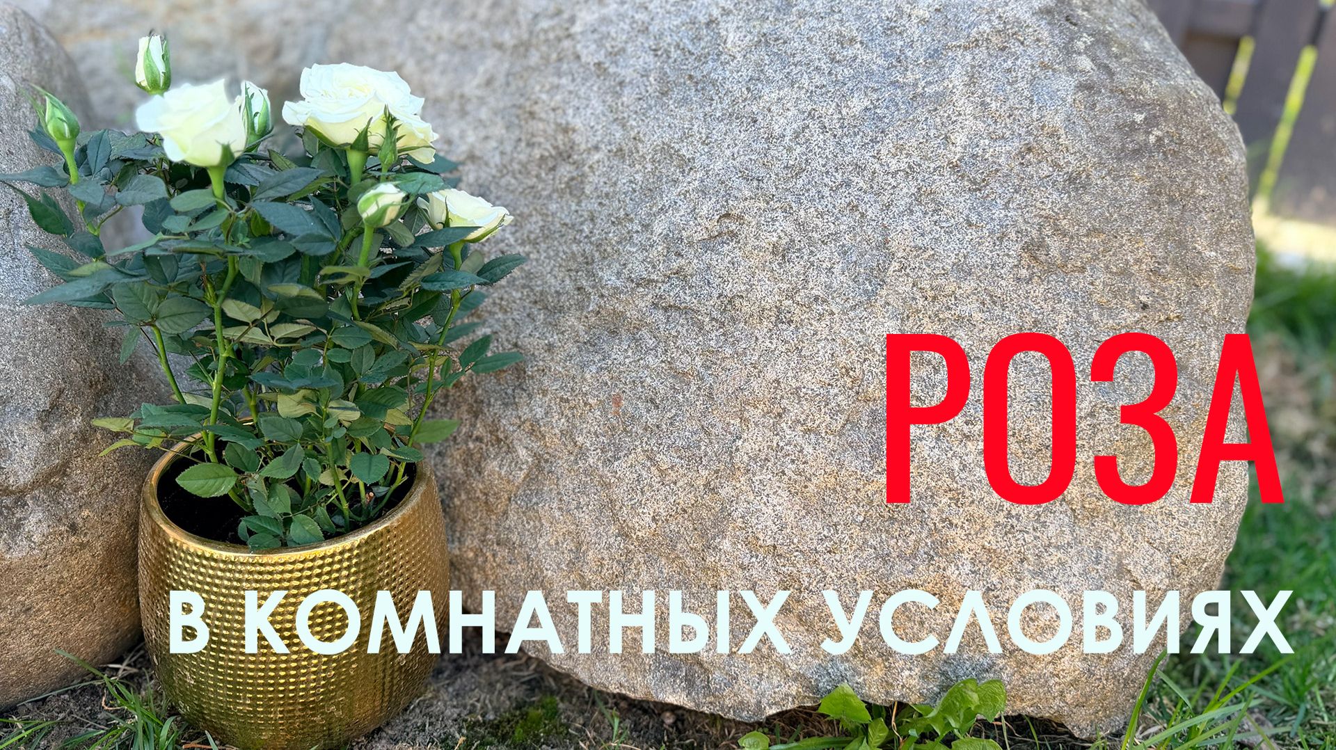 Розы