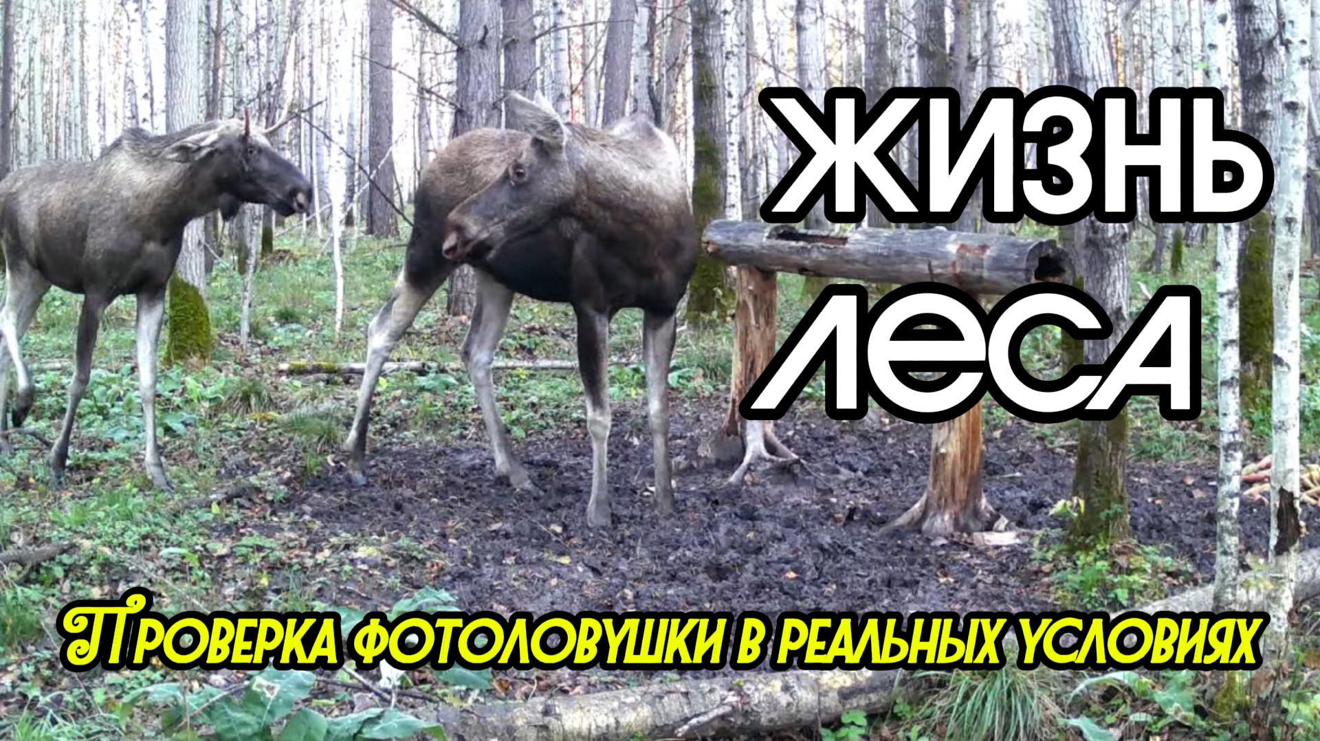 Всякая всячина