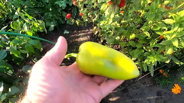 перцы