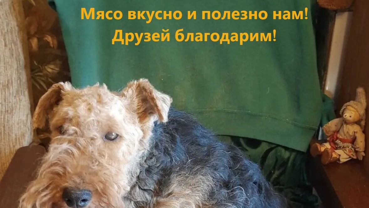 Животные