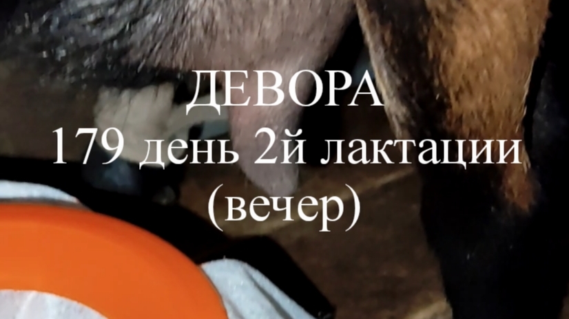 ДЕВОРА кн50 /2-я лактация/