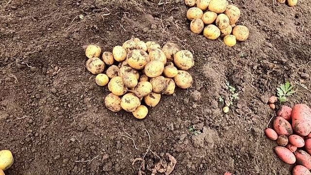 картофель