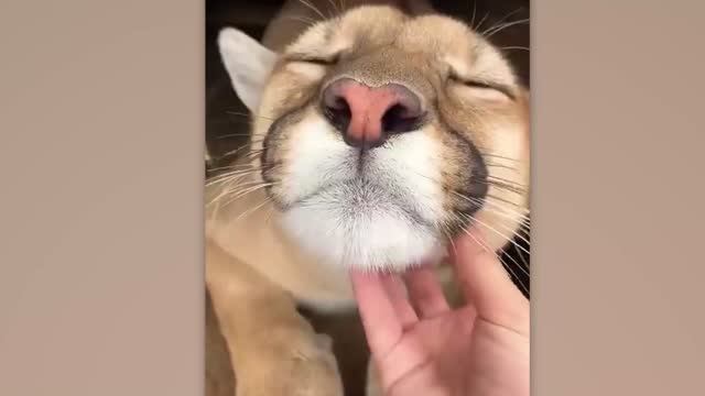 Смешное видео с животными