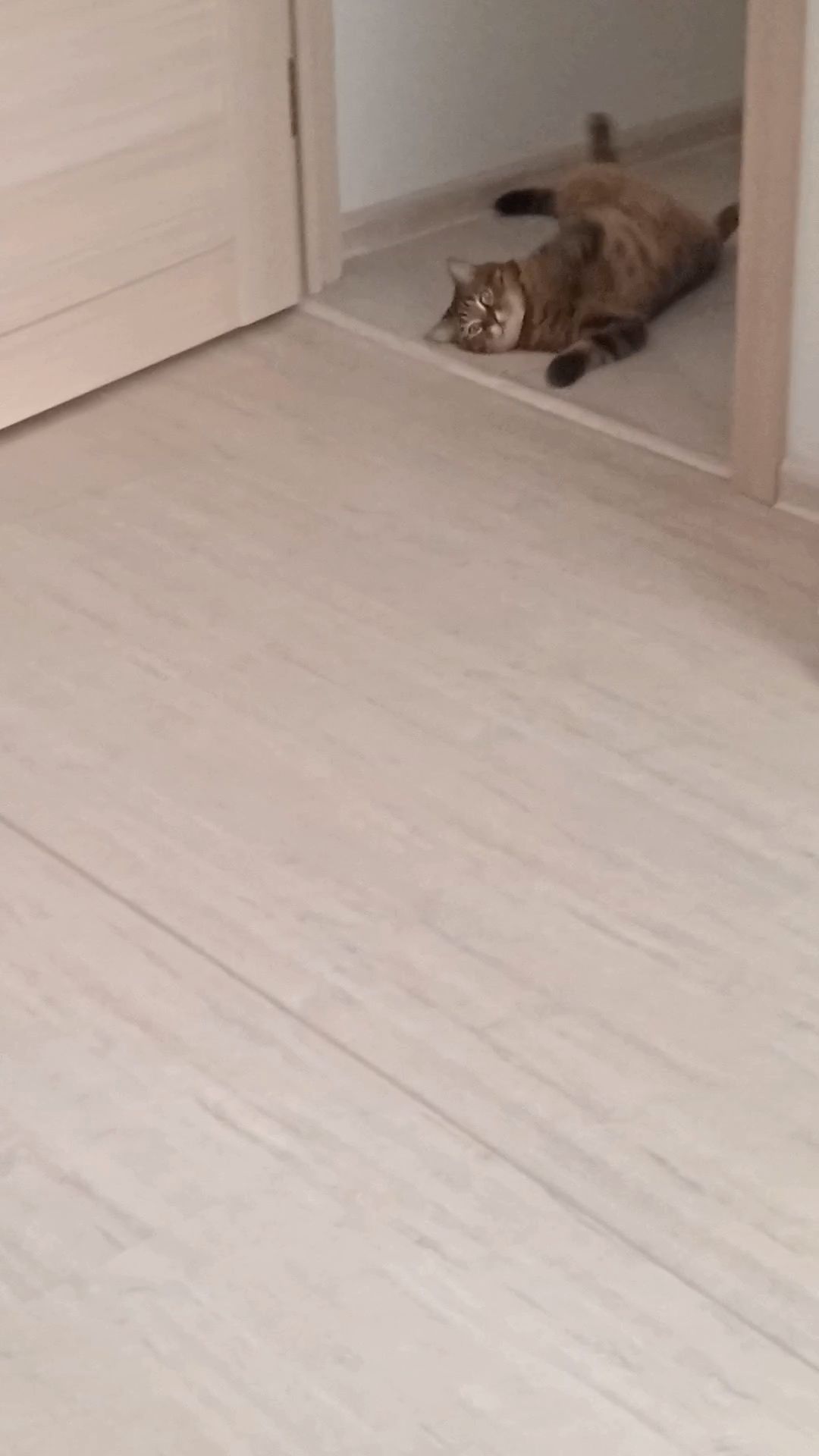 коты