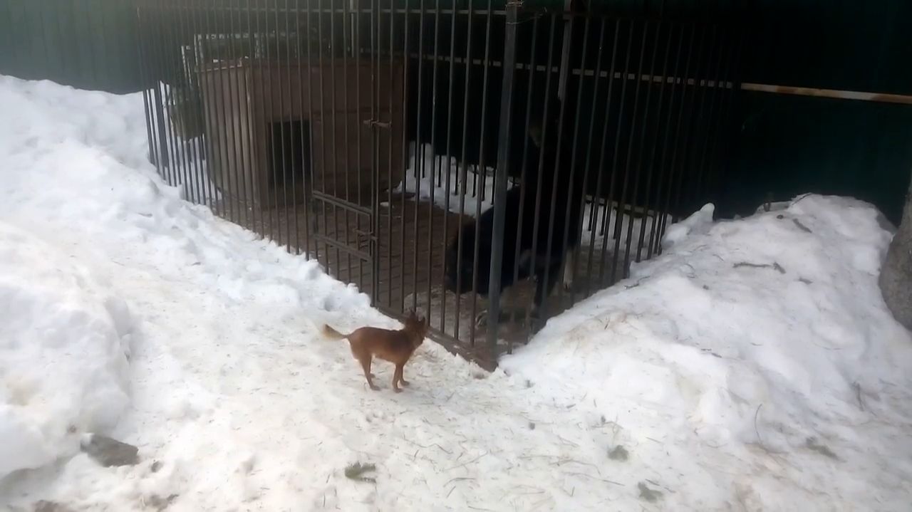 тойтерьер