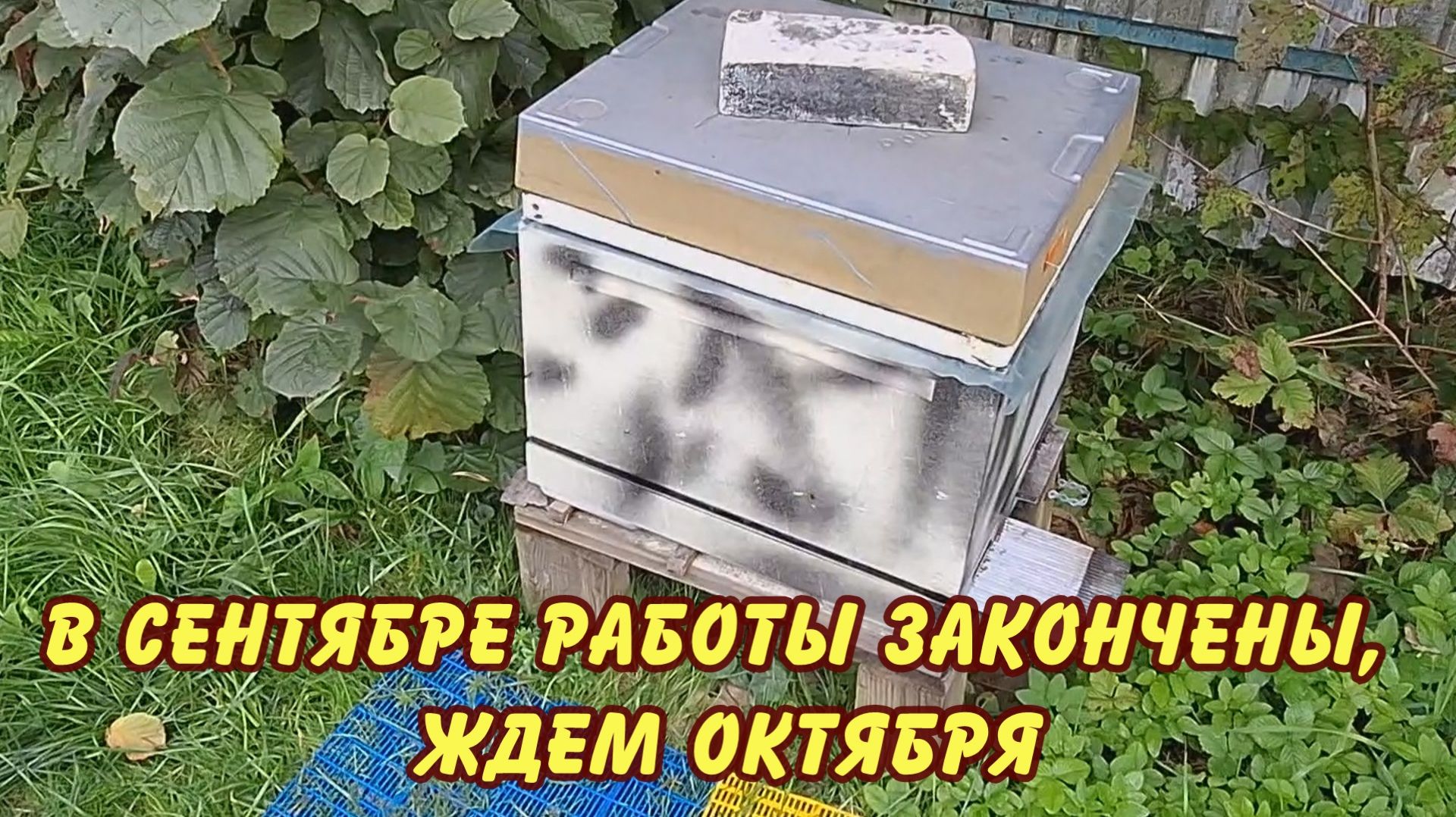пчеловодство