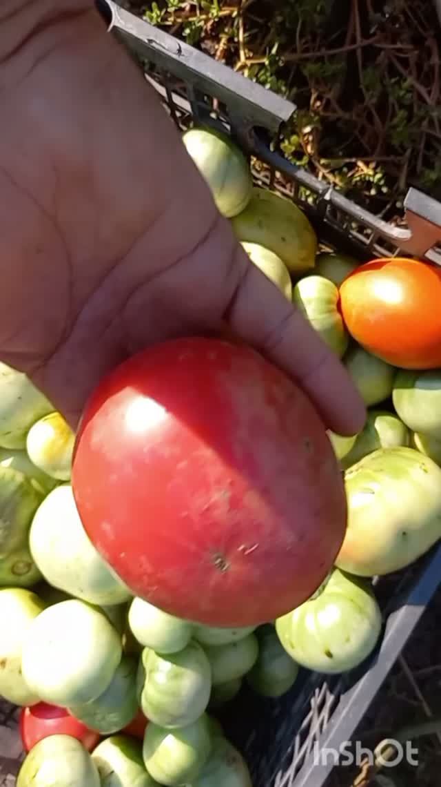 Приусадебный участок