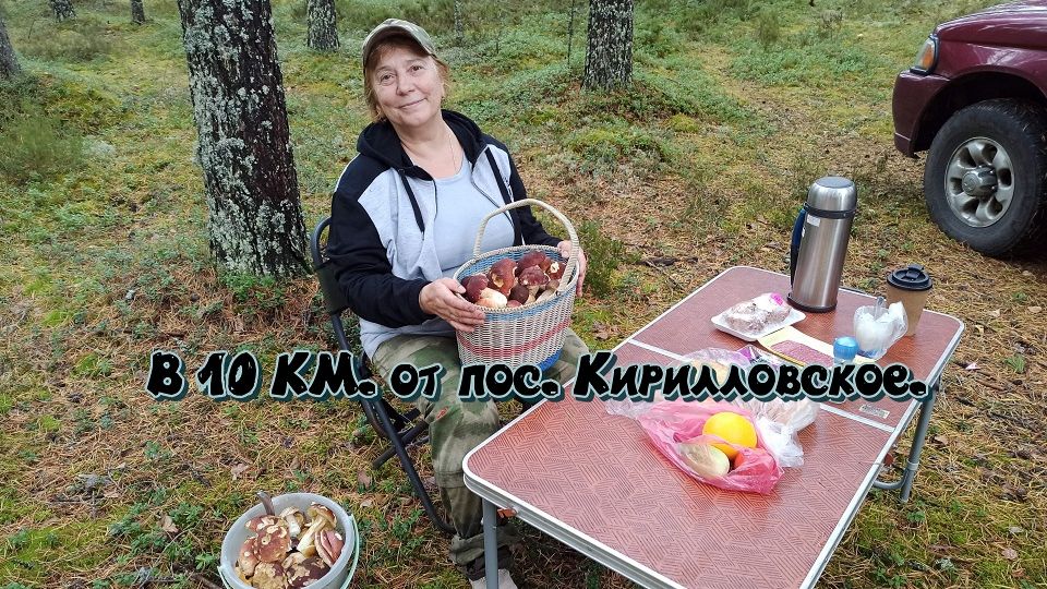 Грибы. Тихоя охота. Красивый лес и природа.