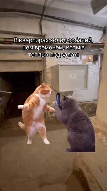 Подвал