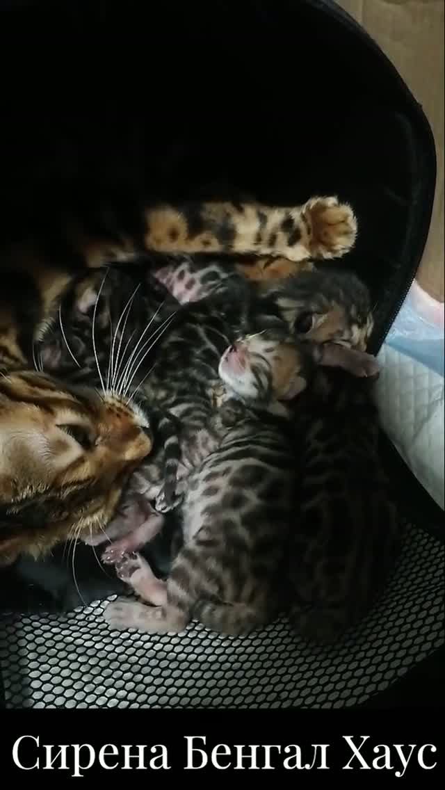 Короткие видео