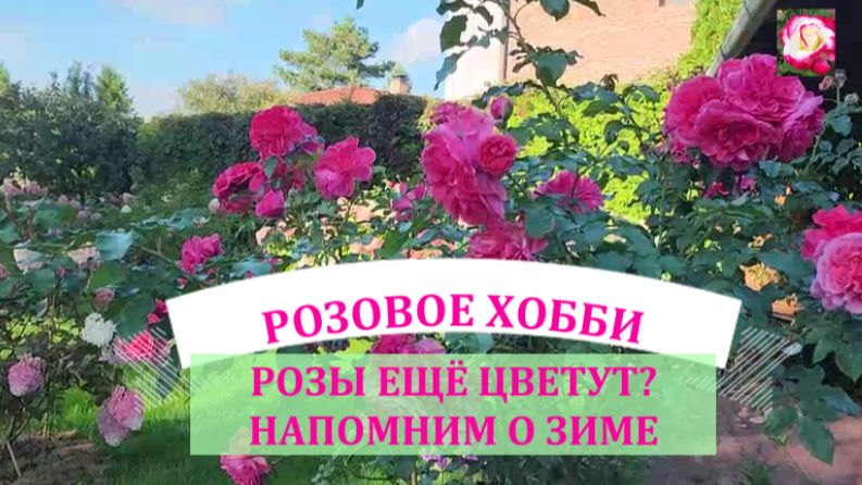 Способы обрезки роз