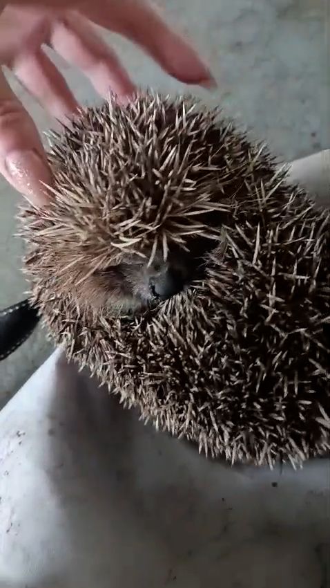 дугие животные