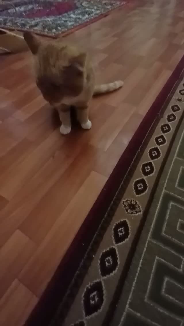 Кот Рыжик!