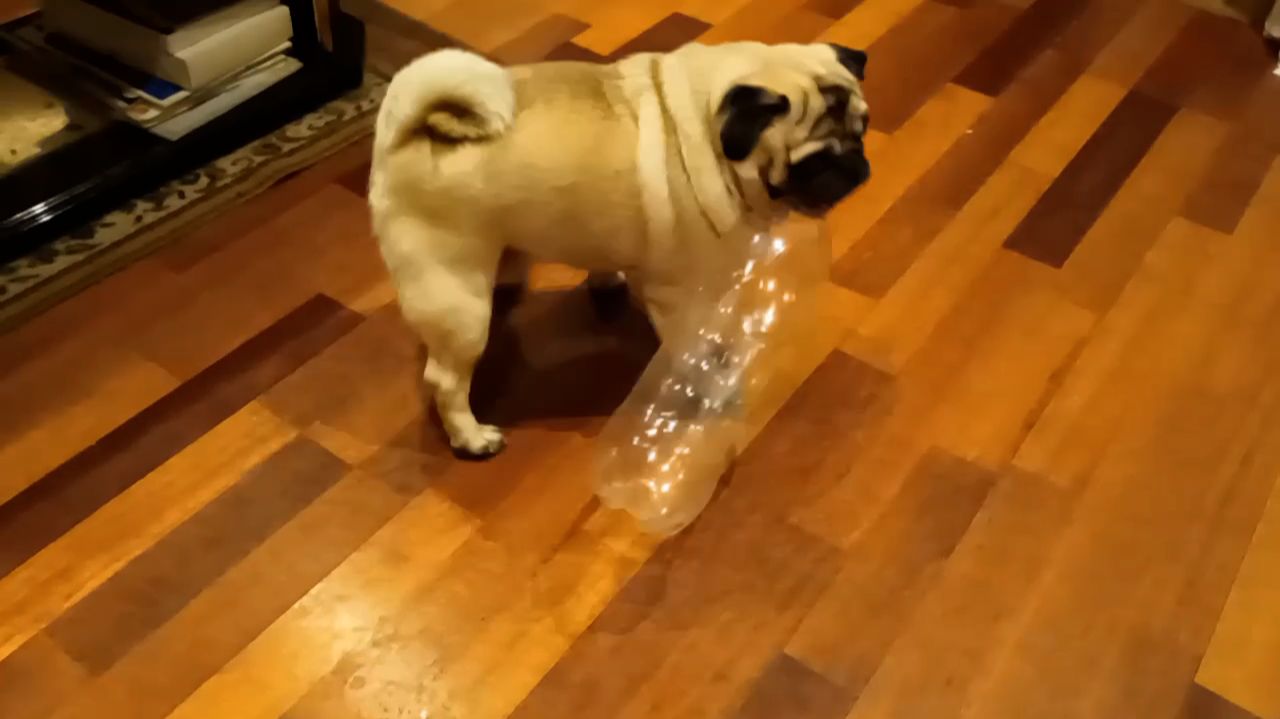 мопс