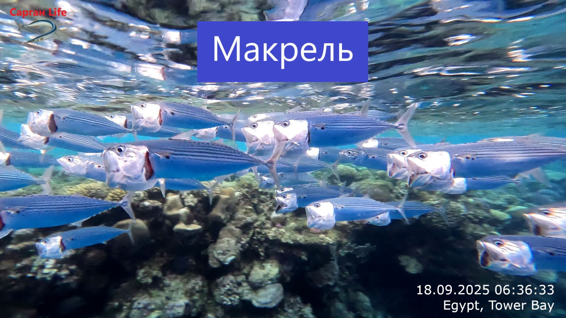 Подводный мир Красного моря.