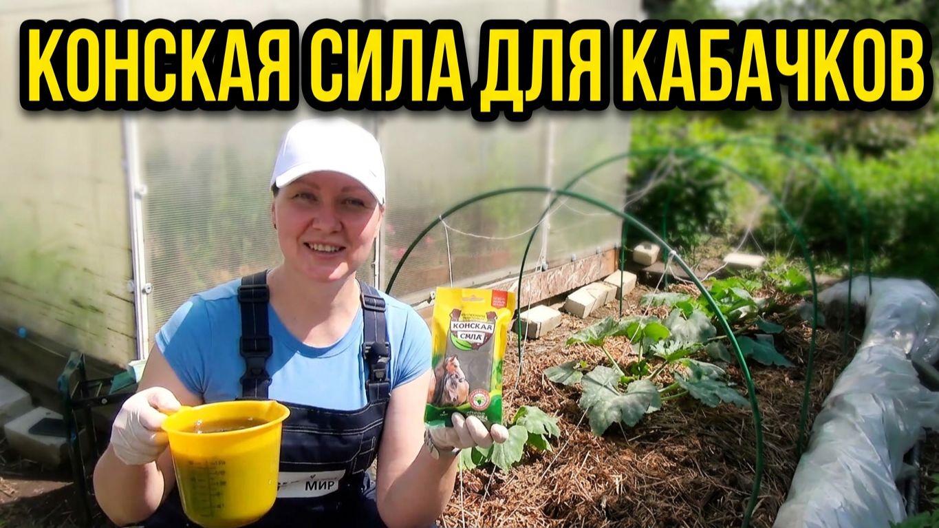 КАБАЧКИ