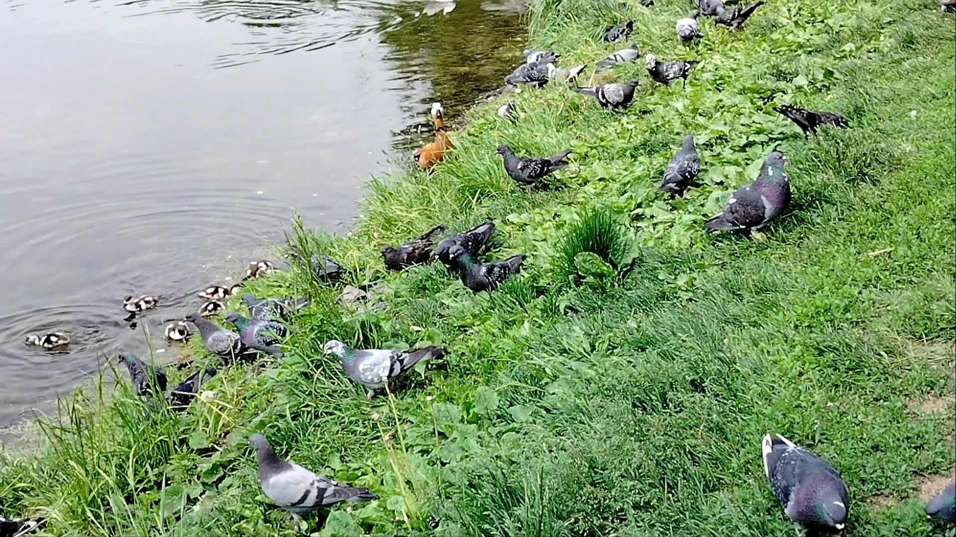 дикие утки и огари