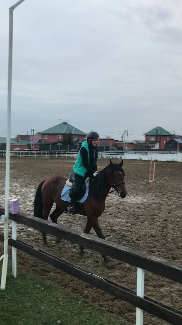 Конный спорт - Конкур.