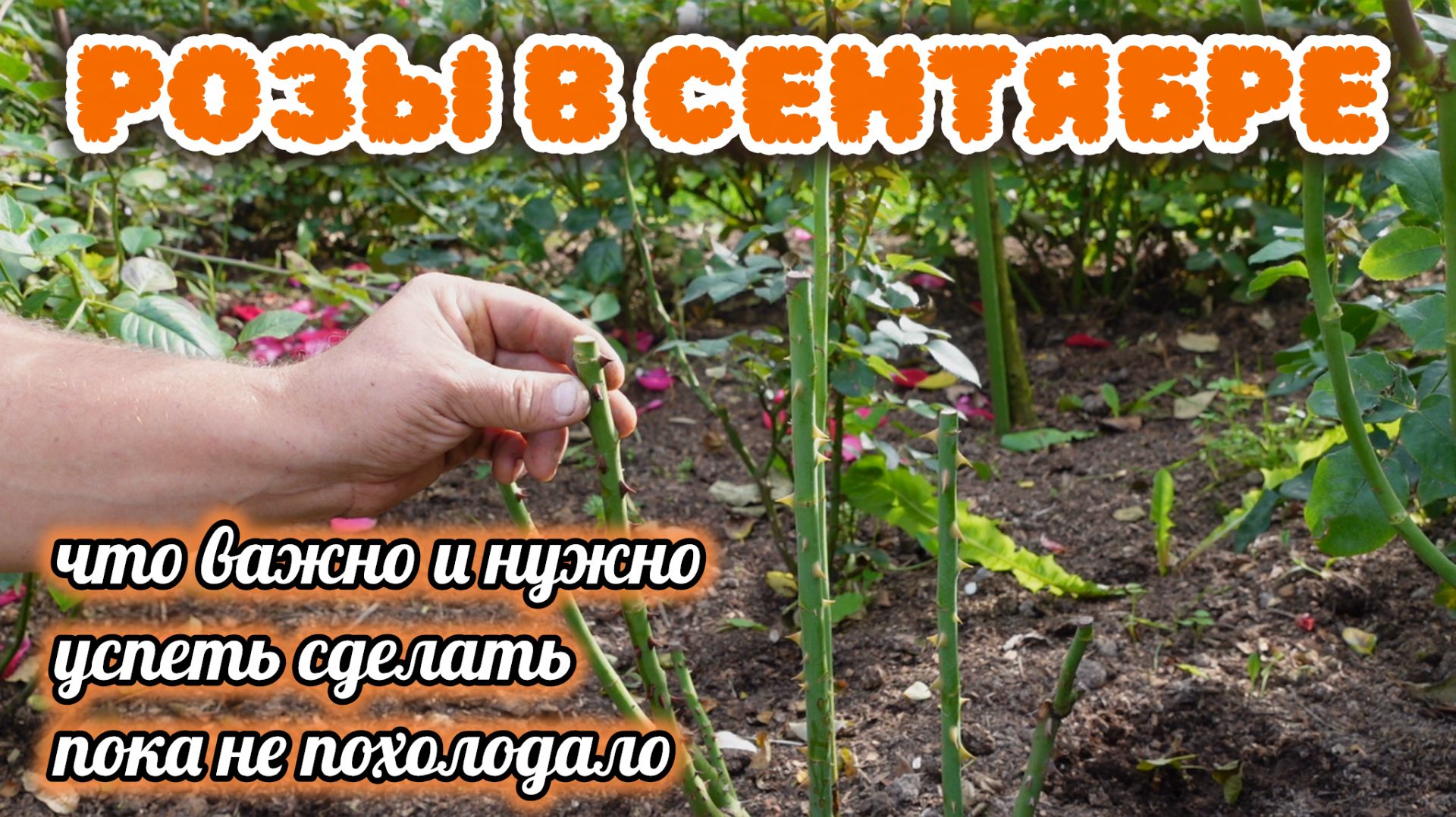 ПроЦветы