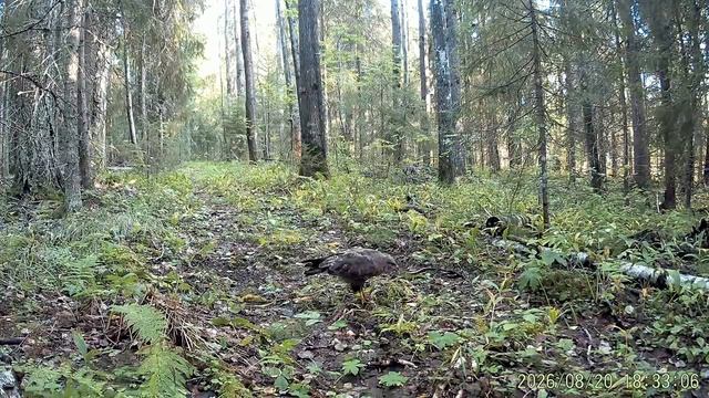 Видео с фотоловушек заповедника ″Кивач″