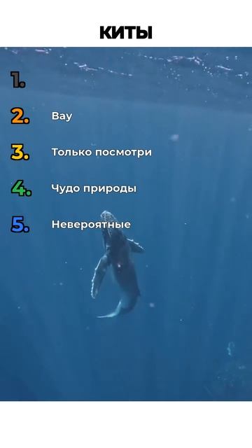 МОРСКИЕ ОБИТАТЕЛИ