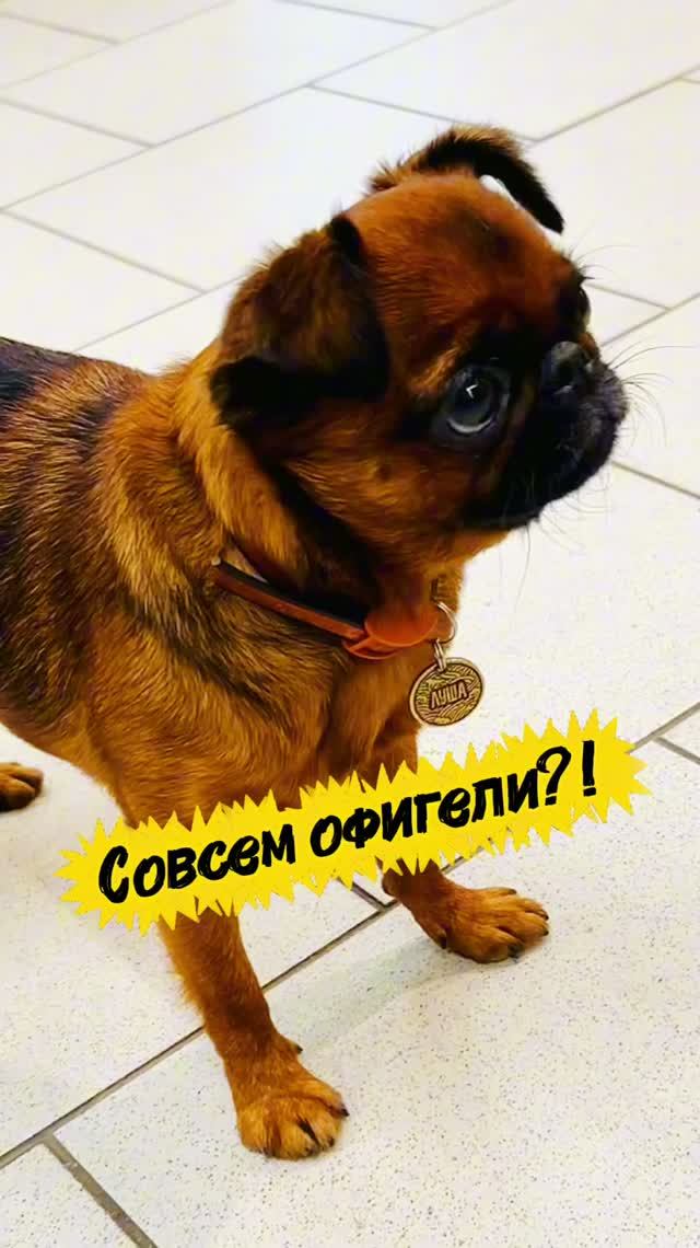 Гриффоны диабетика