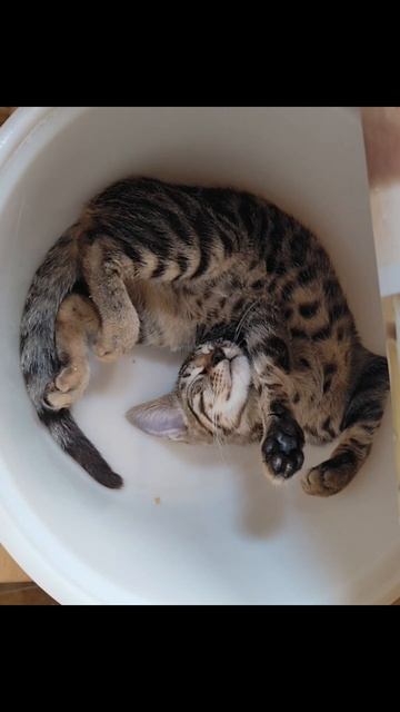 Бенгальские котята